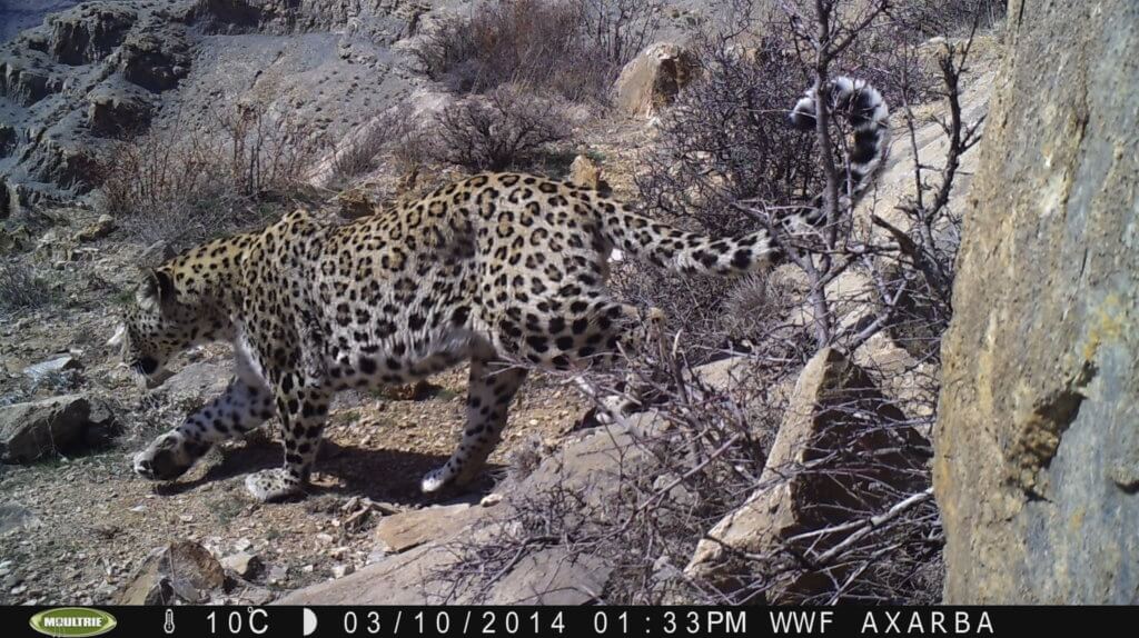 Conservation Corner: The World Wildlife Fund in Azerbaijan